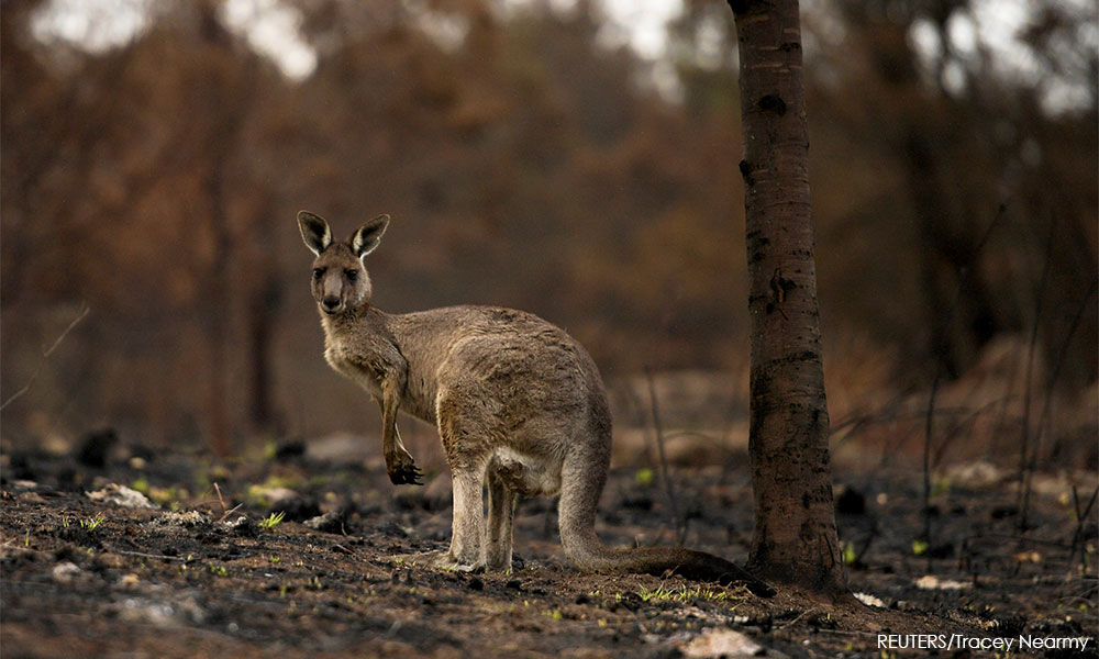 KOLUM | Bagaimana rasanya daging kanggaru?