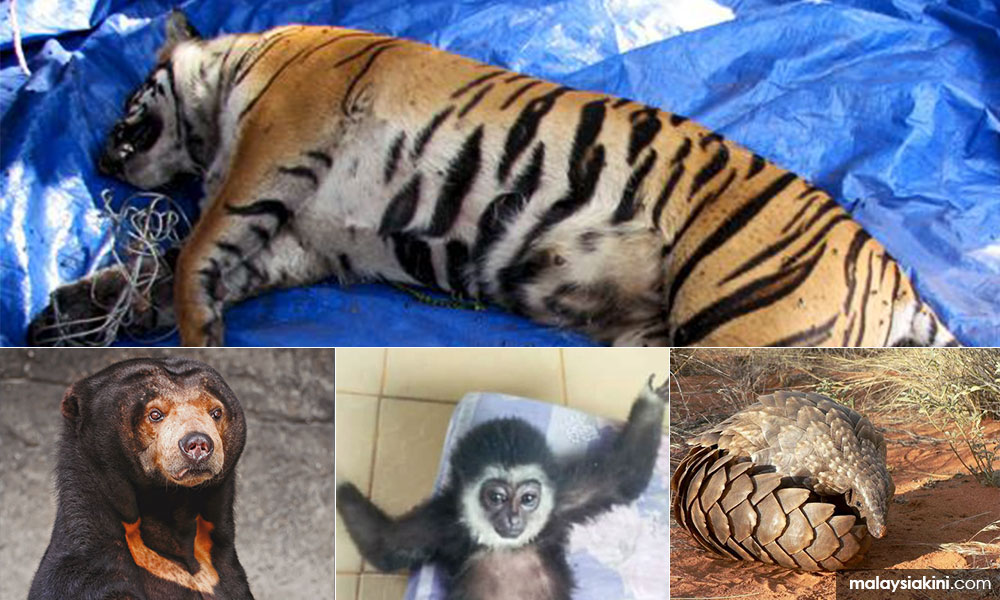 2,000-plus wildlife killed on the roads due to deforestation