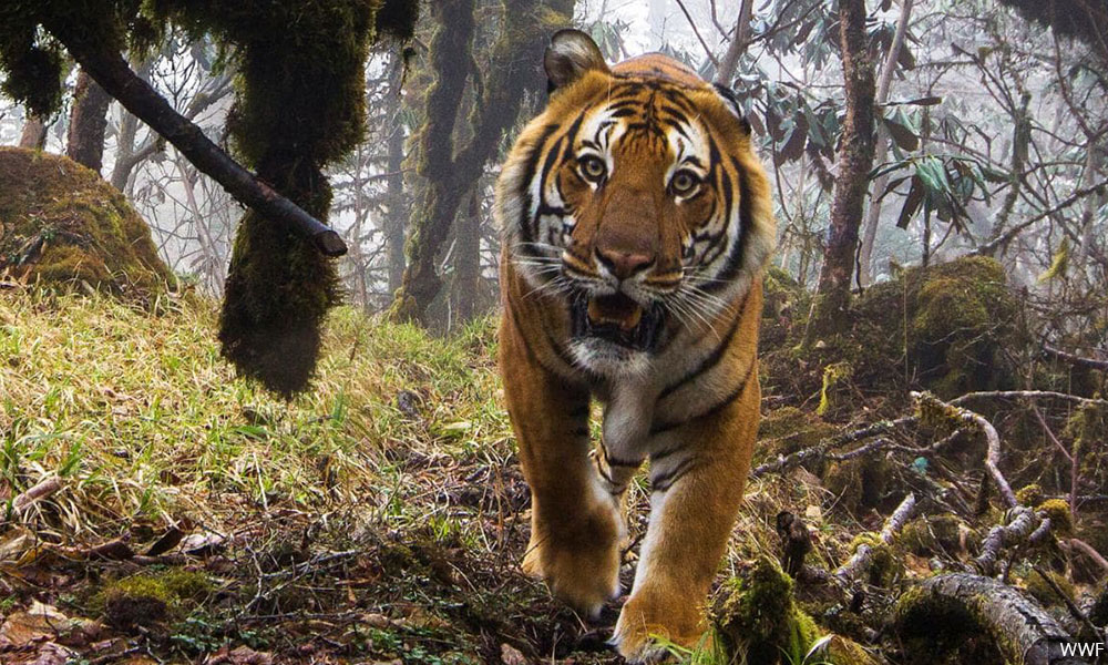 Deforested area good for tigers? Look at practical aspect too - MNS