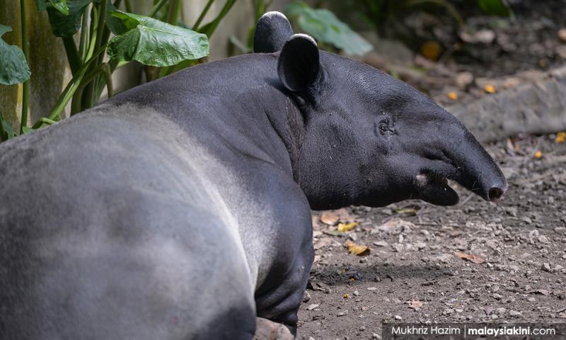 Proposed Gua Musang mining project threatens home of 105 protected animals