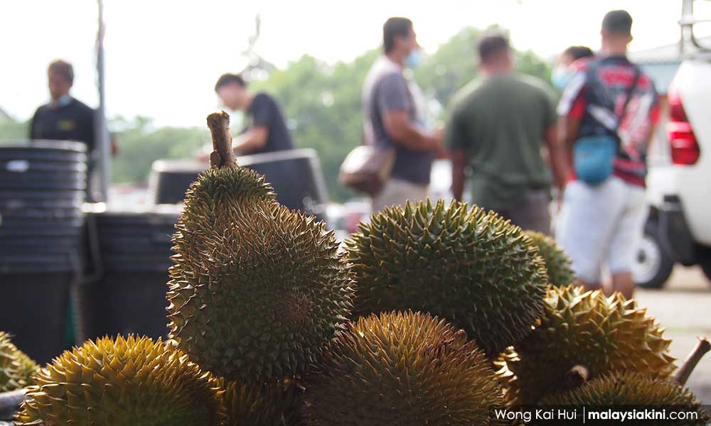 204 Raub durian farmers granted leave in suit against Pahang govt