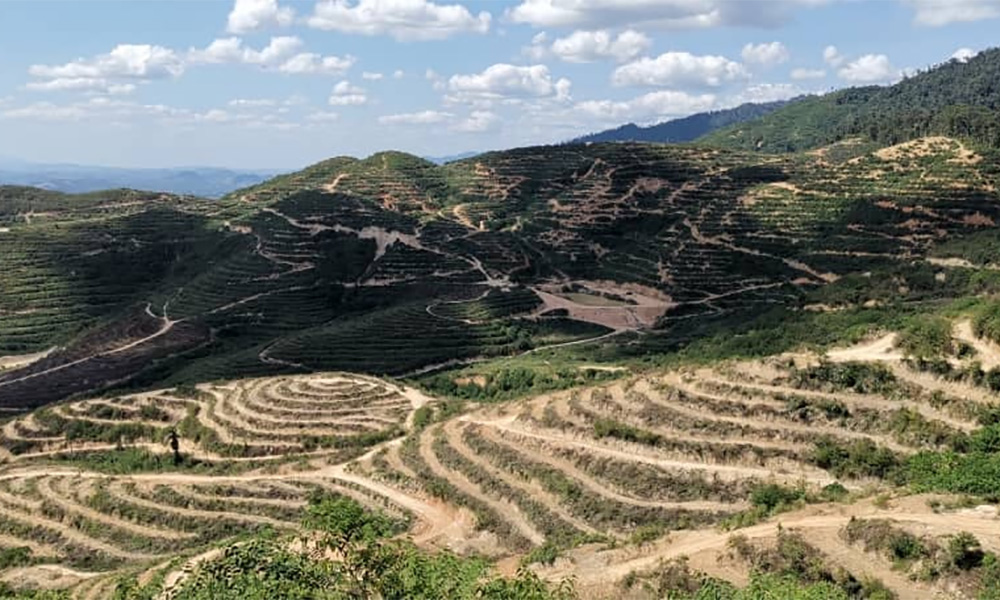 CAP gesa k'jaan Kedah dedah siasatan ladang durian di Gunung Inas