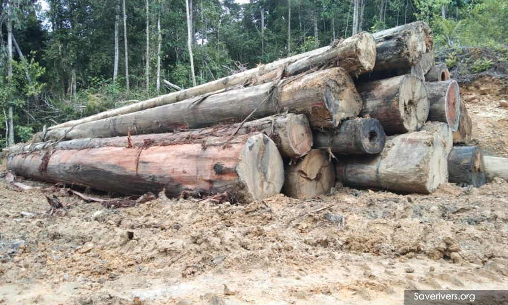 LETTER | Response to Malaysiakini's article on Samling Group