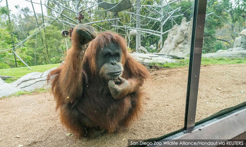 Beruk besar di zoo AS disuntik vaksin Covid-19