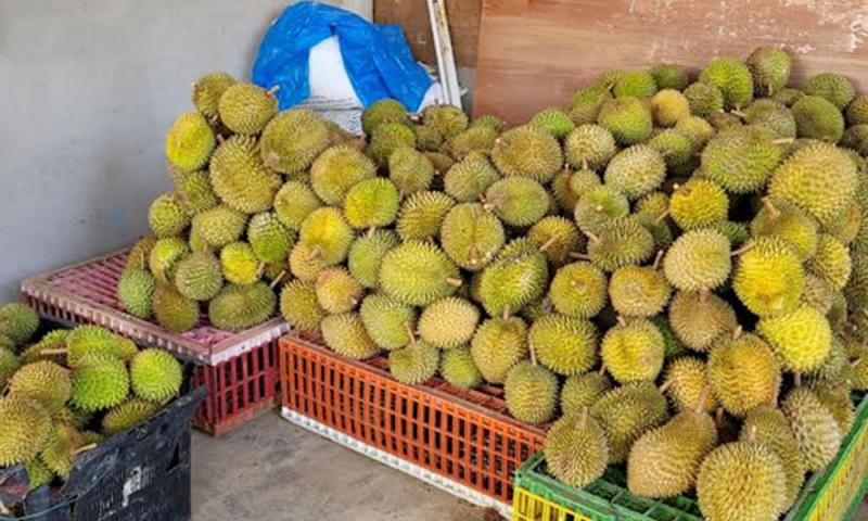 Harga durian kampung jatuh kepada RM2 sekilo di Tanah Merah dan Jeli