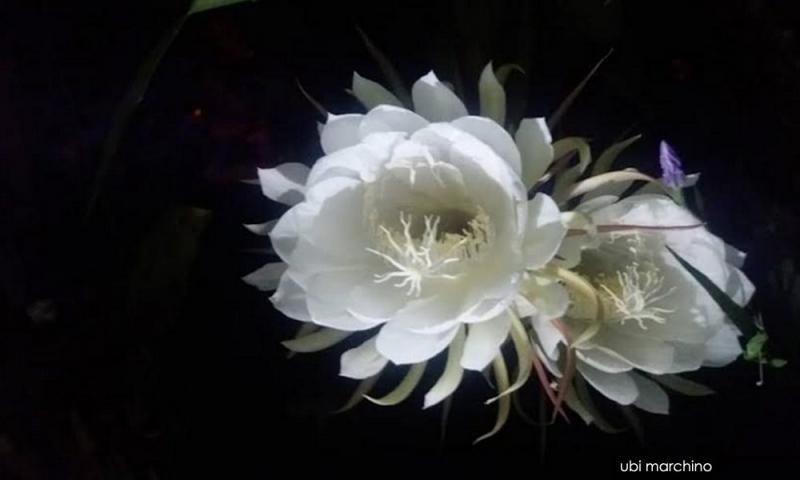 ULASAN | Belajar dari kembang bakawali