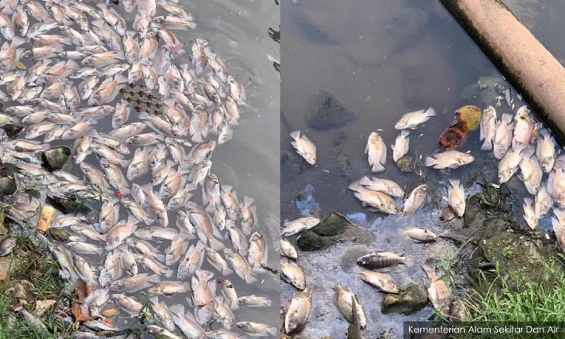 Dead fish pile up at Sg Penchala after effluents flow into river