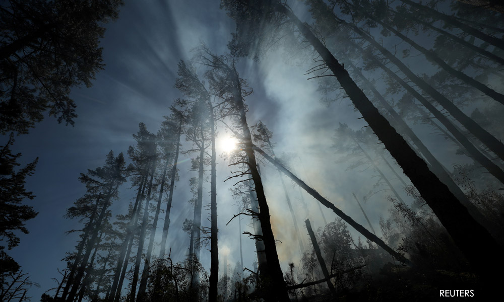 Over 100 global leaders pledge to end deforestation by 2030