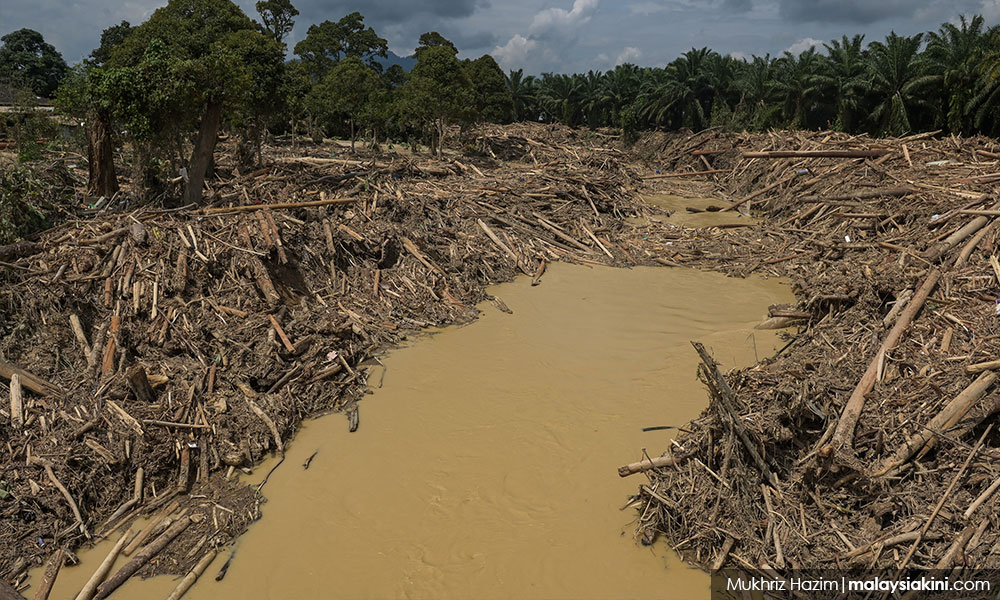 Pahang forest dept denies wood debris pile was due to logging at forest ...