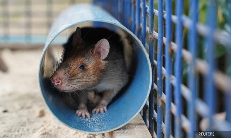 Cambodia's landmine-sniffing 'hero' rat Magawa dies in retirement